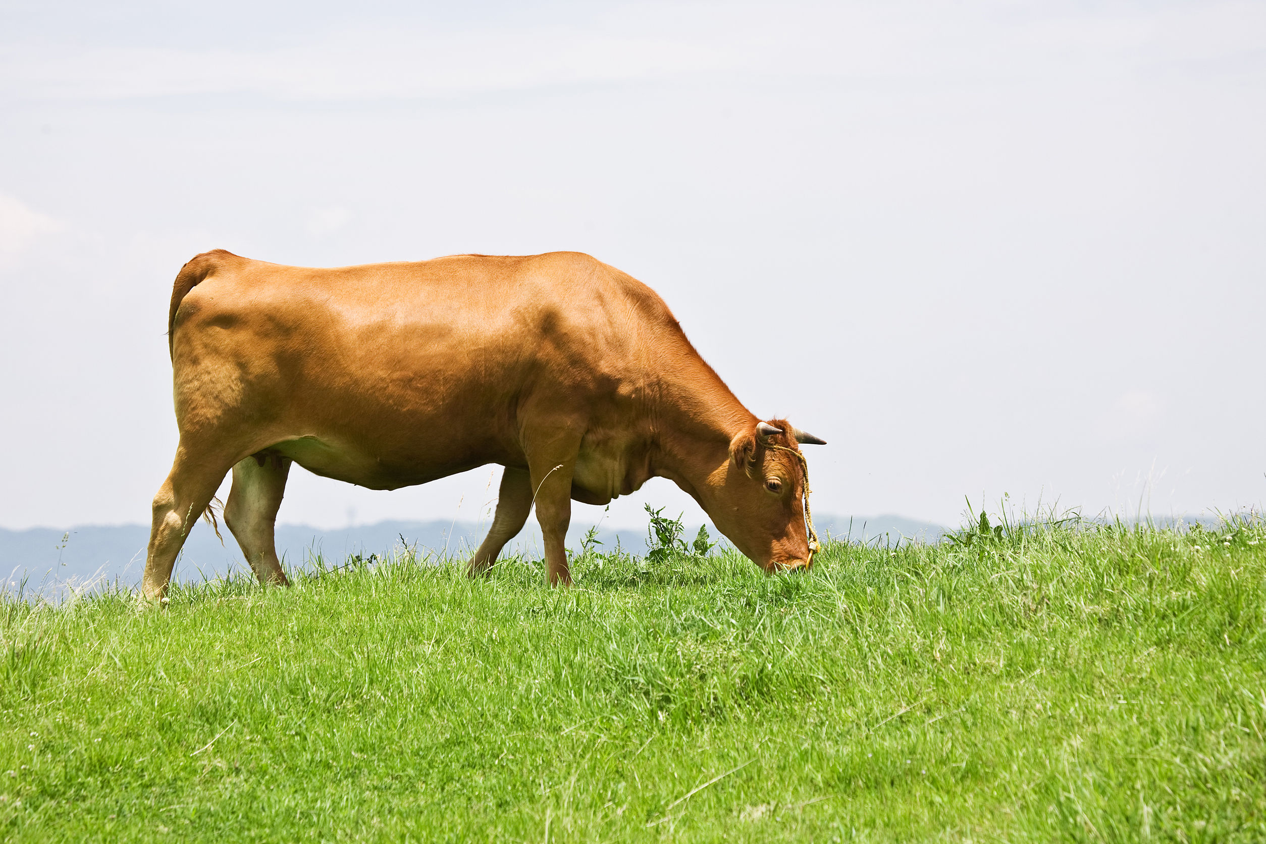 Top Attributes Of A Successful Beef Brand DiLuigi Foods top-attributes-of-a-successful-beef-brand-diluigi-foods